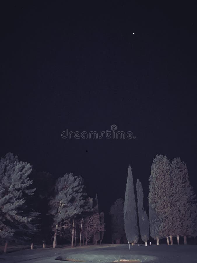 Night forest stock photo. Image of scenario, night, inspired - 255307156