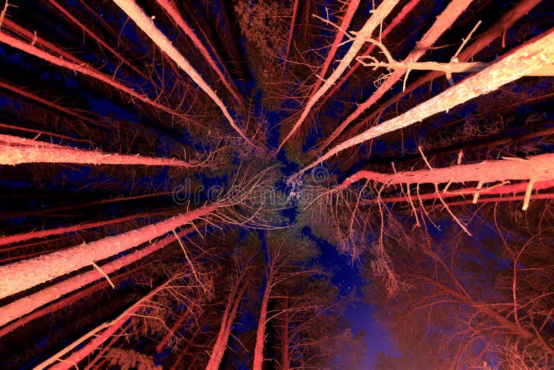 Night forest stock photo. Image of trees, tall, blue - 46802636