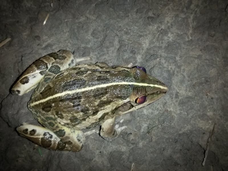A Night Frog in the Dark. stock photo. Image of fauna - 206355908