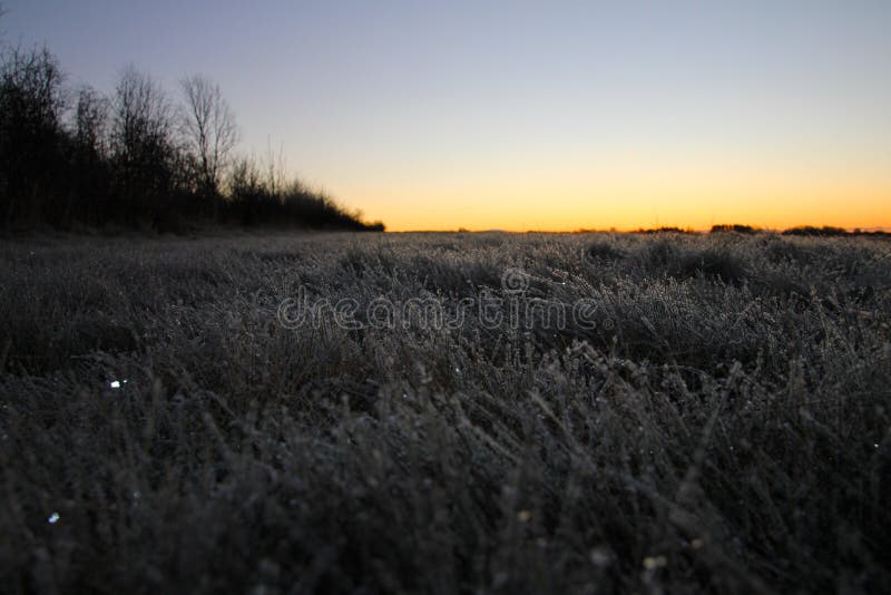 Night Frost in the Grass on the Meadow Stock Image - Image of grass ...