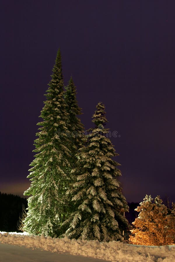 Night Fur-trees stock image. Image of silence, snow, outdoors - 1955129