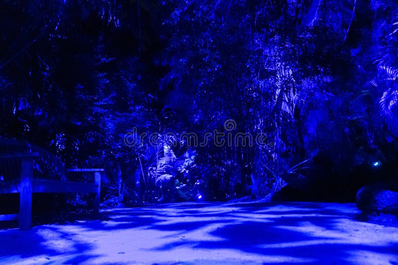 Night Garden Blue Walkway Path Nighttime Coral Gables Florida Stock ...