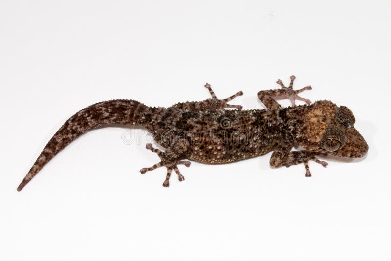 Night Gecko in Namib Desert, Namibia Wildlife Stock Image - Image of ...