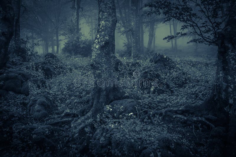 Night in the Ghost Forest of Transylvania Stock Image - Image of ...