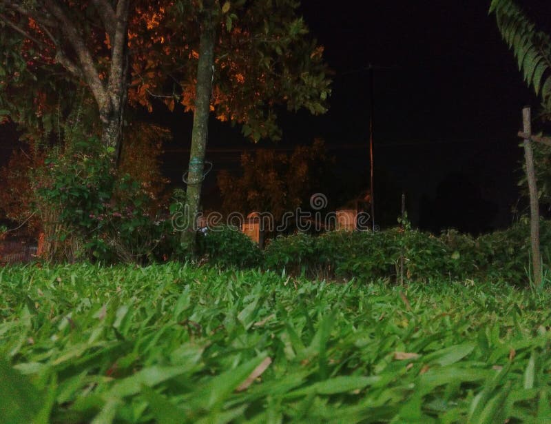 Night and grass themed stock photo. Image of tree, forest - 249665032