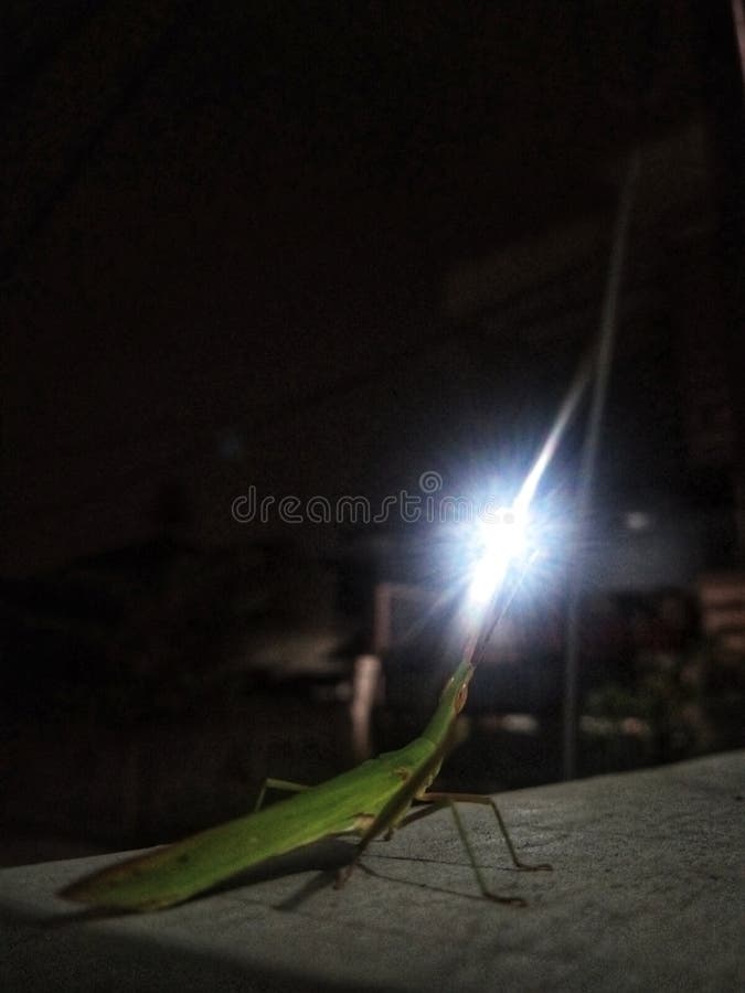 Night grasshopper stock image. Image of animal, grasshopper - 229487671
