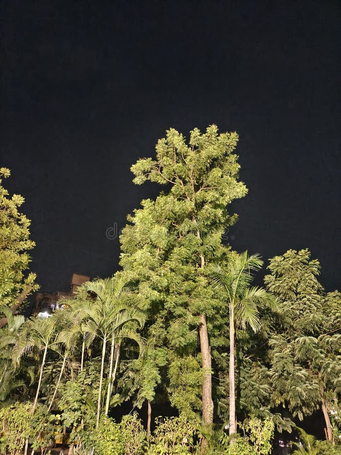 Night with green stock photo. Image of neem, night, snap - 255647264