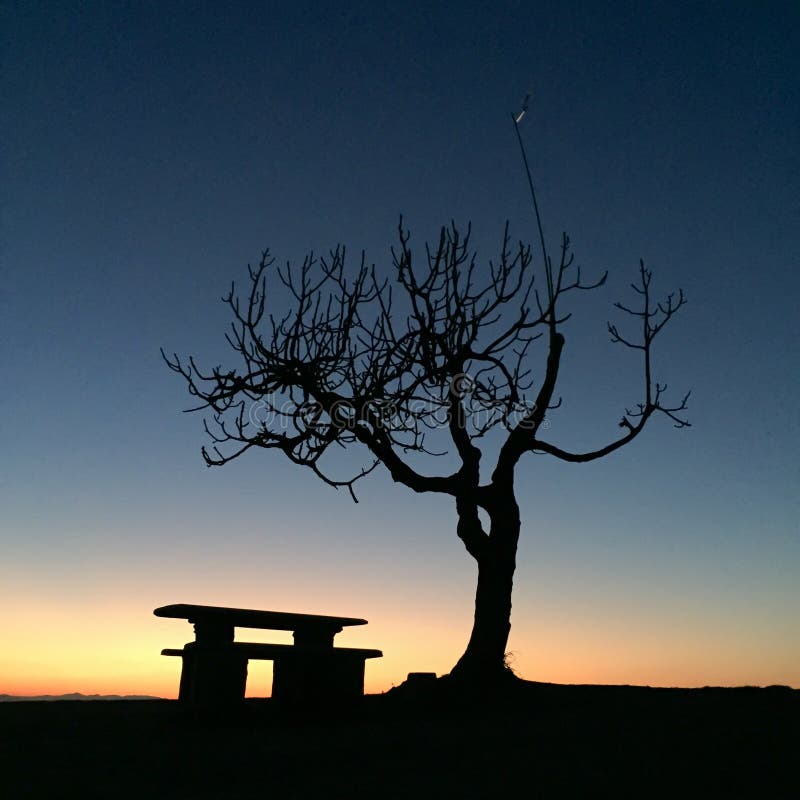 The Night Has Arrived and the Tree Says Goodbye To the Day Stock Photo ...