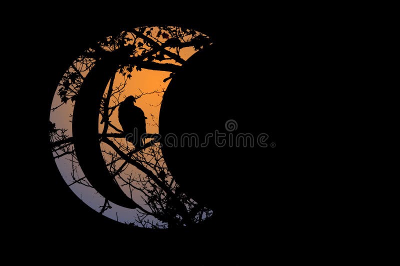 Night Hawk stock image. Image of tree, hawk, black, bird - 45764229