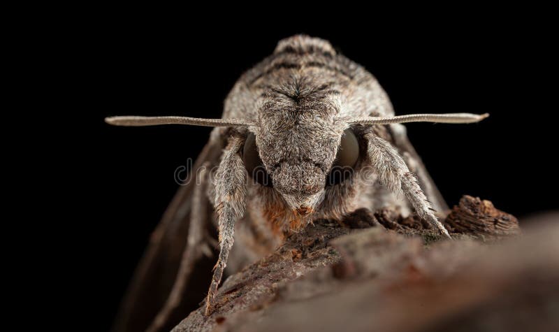 Night hawk moth stock photo. Image of moth, isolated - 308913158