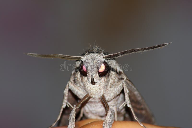 Night Hawkmoth-hyles Gallii Stock Photo - Image of lepidoptera ...