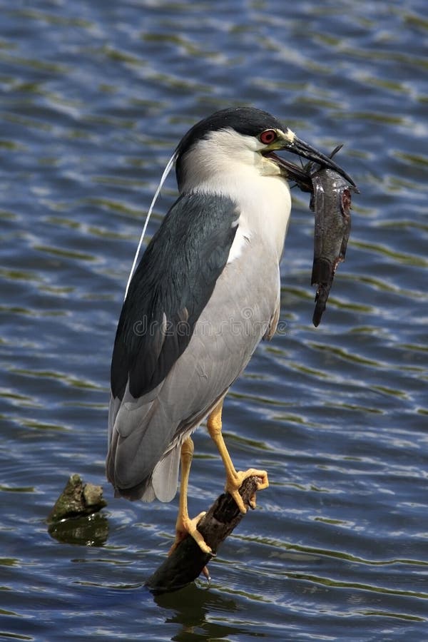 Night Heron Bird with Catfish Stock Image - Image of eyes, large: 12306891