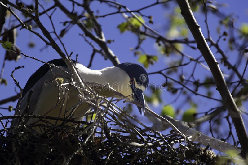 A Night Heron Building a Nest Stock Image - Image of swamp, wing: 261843965