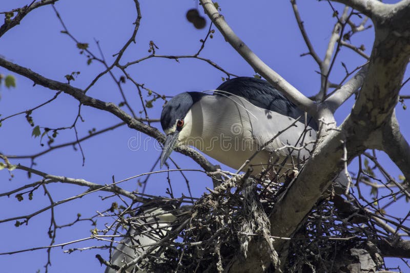 A Night Heron Building a Nest Stock Image - Image of portrait, night ...
