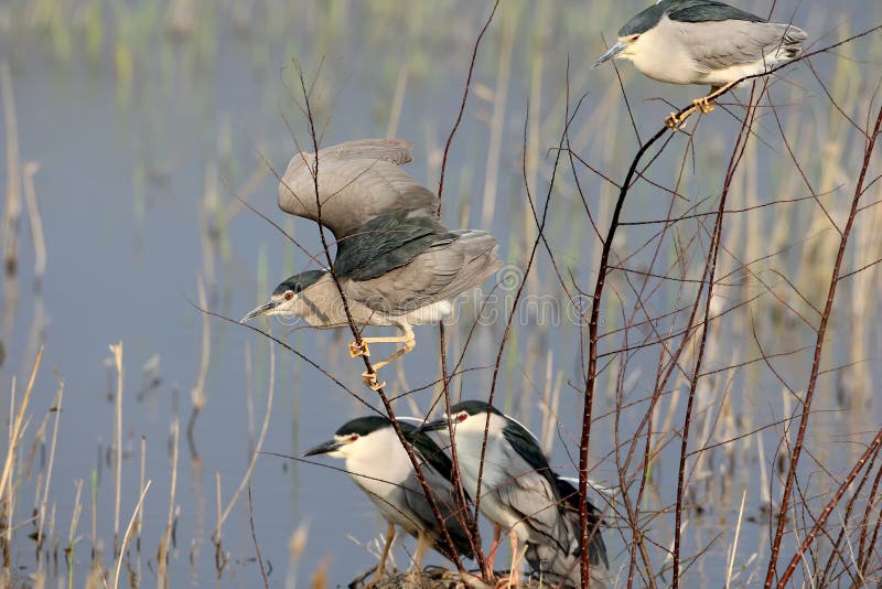 Night Herons on the Resting Stock Image - Image of blue, heron: 110388589