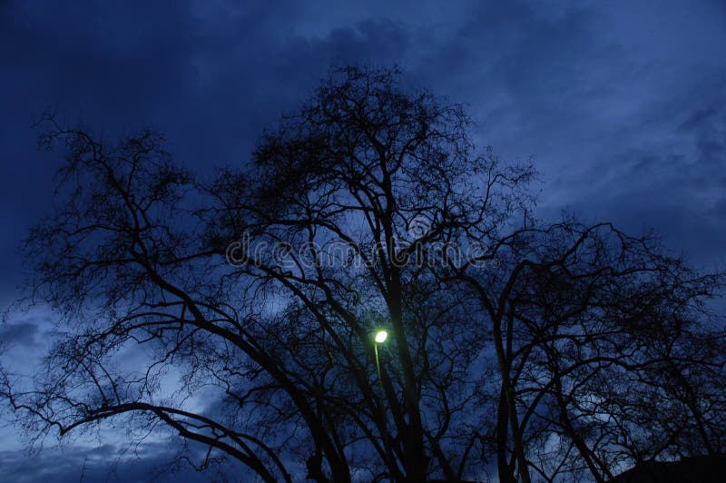 Night Horror Effect Shot of Tree Stock Image - Image of light, cutting ...