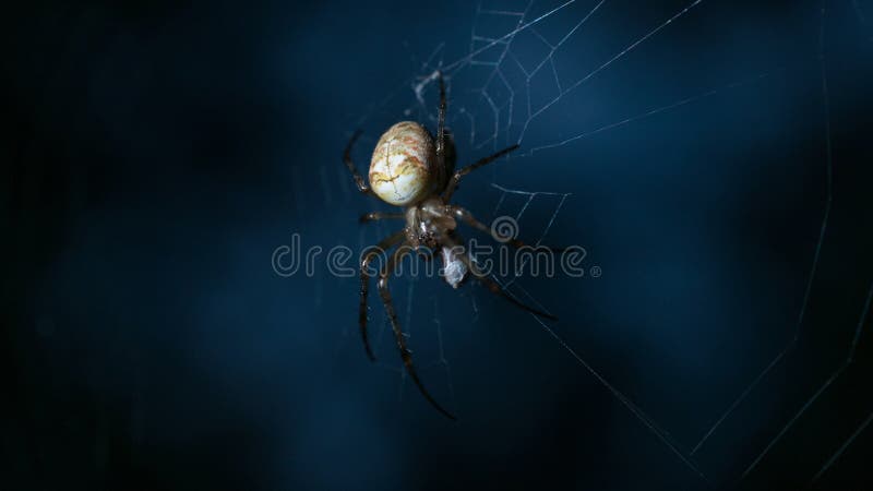 Night hunter stock image. Image of macro, insect, nature - 64770545