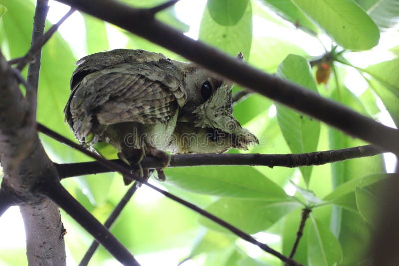 Night Hunter Resting in the Bushes in the Morning Stock Photo - Image ...