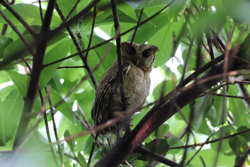 Night Hunter Resting in the Bushes in the Morning Stock Photo - Image ...
