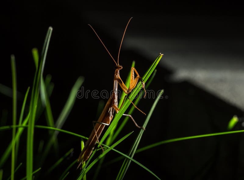 Night Hunting of Praying Mantis Stock Image - Image of paws, hunting ...