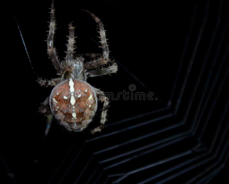 Night hunting stock image. Image of light, design, danger - 88424889