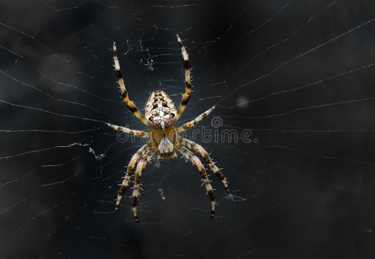 Night Image of Very Dreadful Spider Stock Photo - Image of animal ...