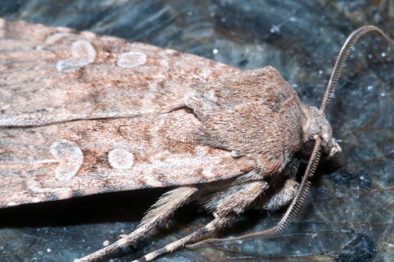 Night Insect Brown Moth stock image. Image of white - 189659769