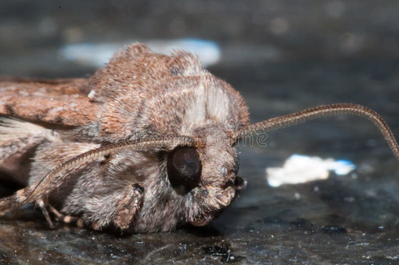 Night Insect Brown Moth stock photo. Image of wing, wildlife - 218617254