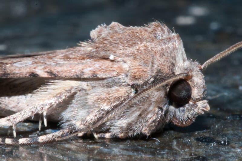 Night Insect Brown Moth stock image. Image of lepidoptera - 240809597