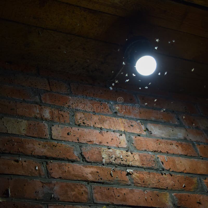 240 Street Light Insects Photos - Free & Royalty-Free Stock Photos from ...