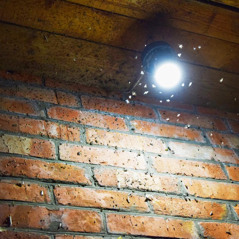 Night insects at a bulb stock photo. Image of mosquito - 135494244