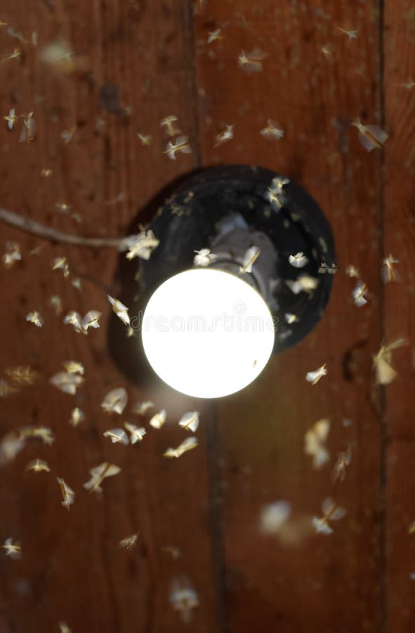 Night insects at a bulb stock photo. Image of light - 144694756