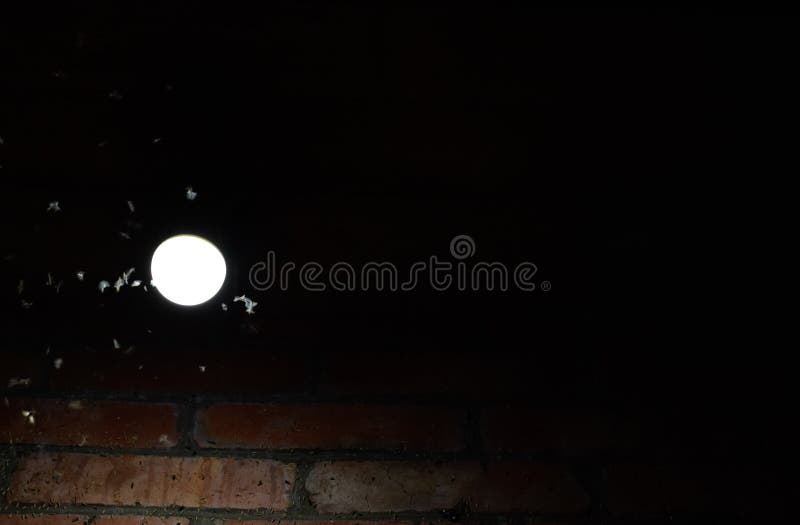 240 Street Light Insects Photos - Free & Royalty-Free Stock Photos from ...