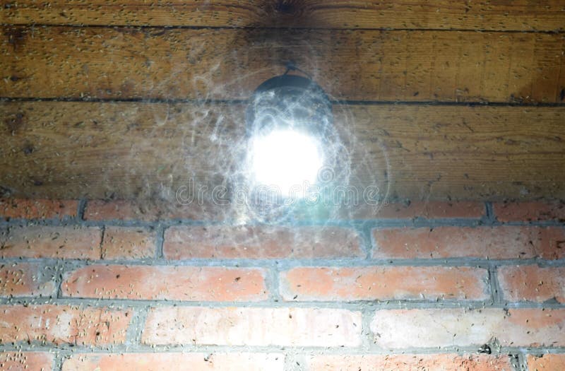 240 Street Light Insects Photos - Free & Royalty-Free Stock Photos from ...