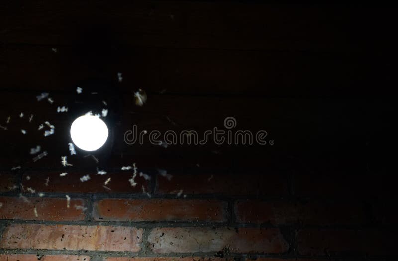 Night insects at a bulb stock image. Image of night - 144694905