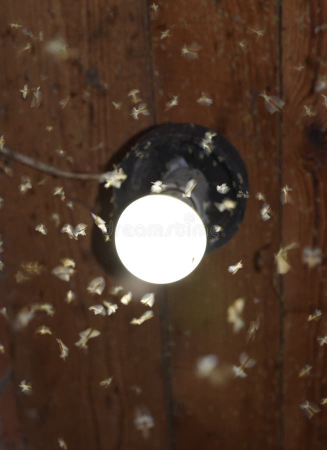 Night insects at a bulb stock image. Image of electricity - 95117971