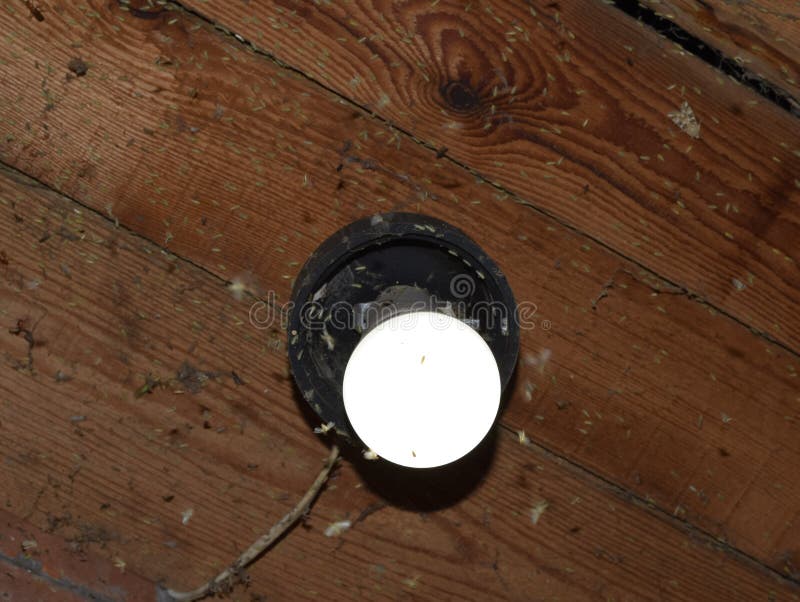 240 Street Light Insects Photos - Free & Royalty-Free Stock Photos from ...