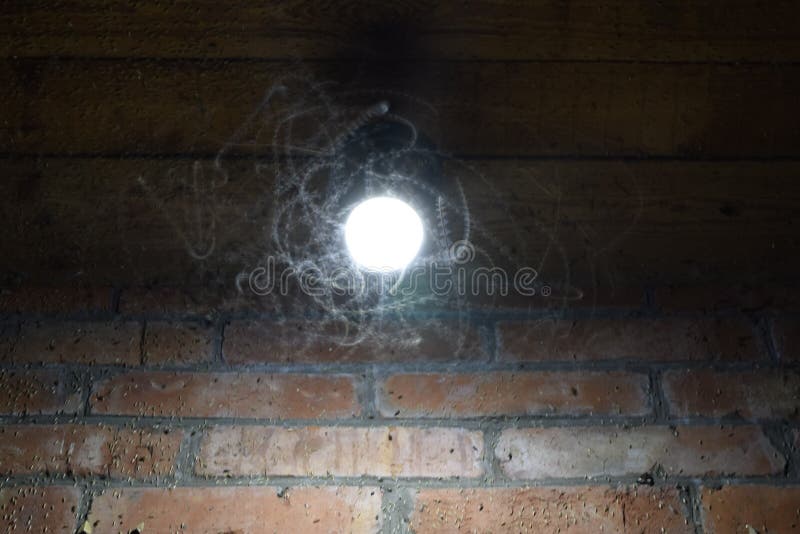 240 Street Light Insects Photos - Free & Royalty-Free Stock Photos from ...