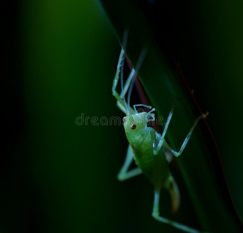 Night insects stock photo. Image of macro, outdoor, night - 109503976