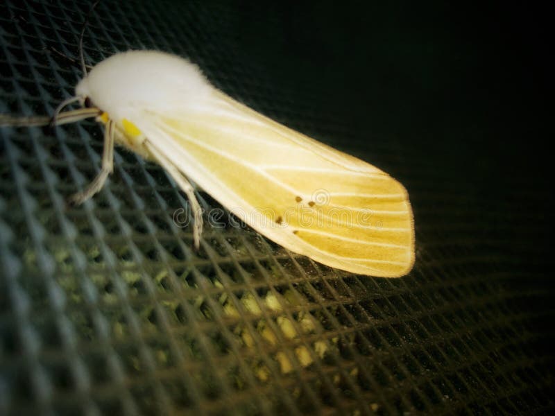 Night insects at a bulb stock photo. Image of lamp, mosquitoes - 66422368