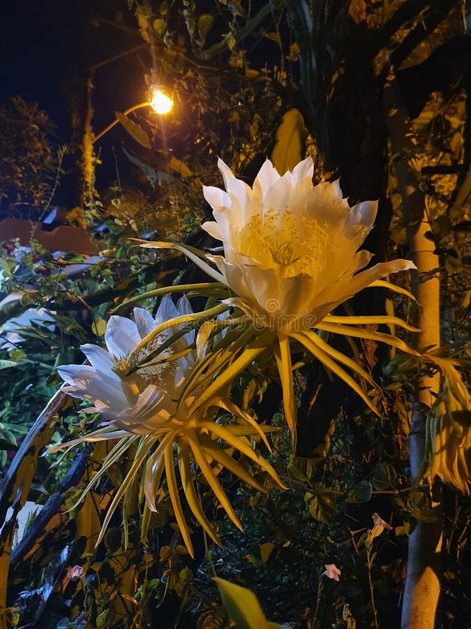 Night Lady pitaya flower stock photo. Image of tree - 205336798