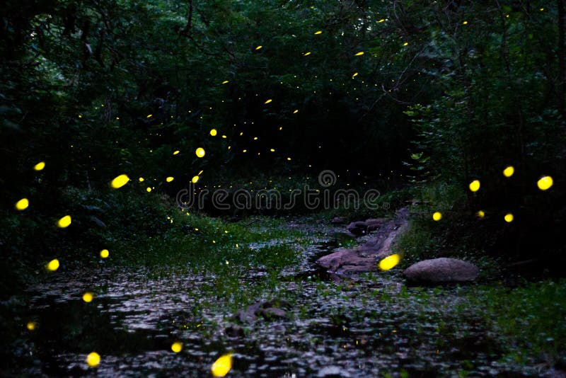 Fireflies mating stock image. Image of closeup, copulating - 92434665