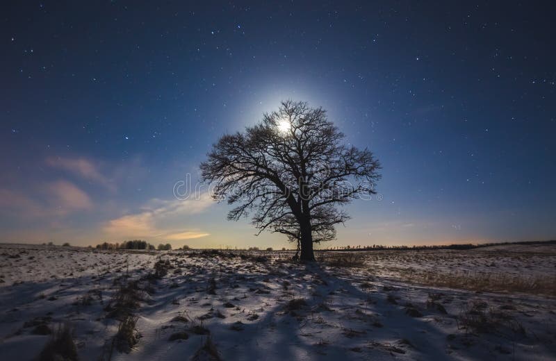 Old Oak Tree in the Night Sky with the Moon Stock Image - Image of ...
