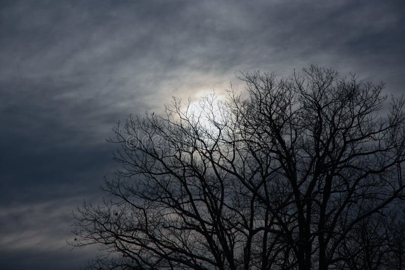 Night Landscape Moonlight through Branches of a Tree Stock Photo ...