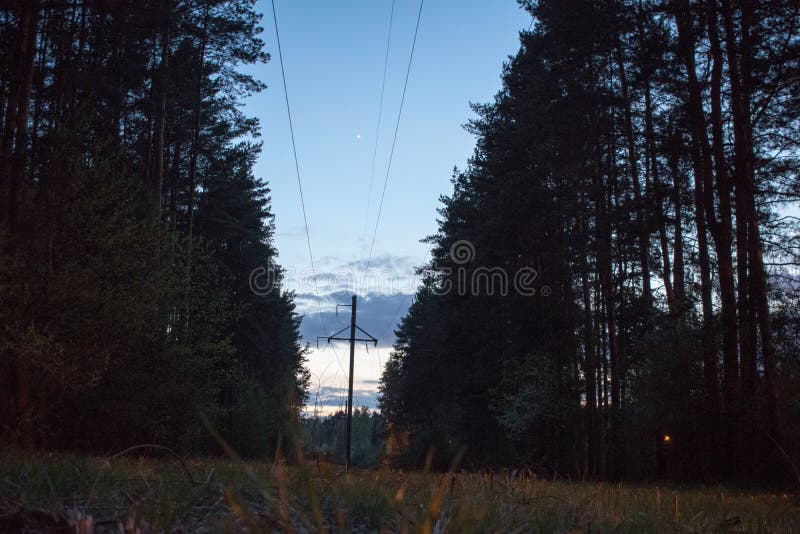 Night Landscape, Trees Grass Forest Night Lantern Stock Photo - Image ...