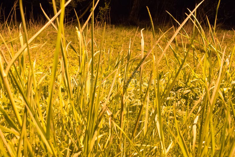 Night Landscape, Trees Grass Forest Night Lantern Stock Image - Image ...