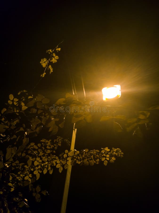 A Night Lantern Burns with a Bright Yellow Light through Branches with ...