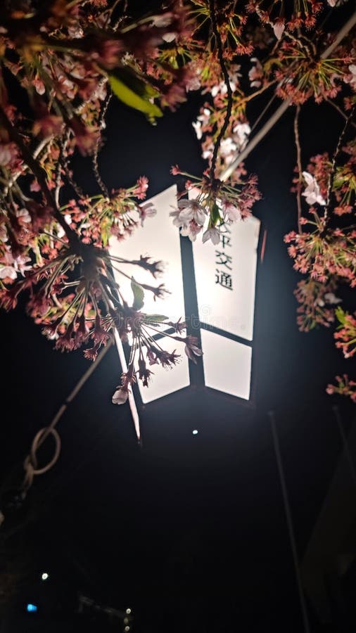 Night Lantern among the Sakura Editorial Stock Image - Image of plant ...