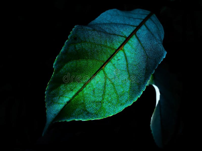Night Leaf stock image. Image of contrast, dark, closeup - 6493903