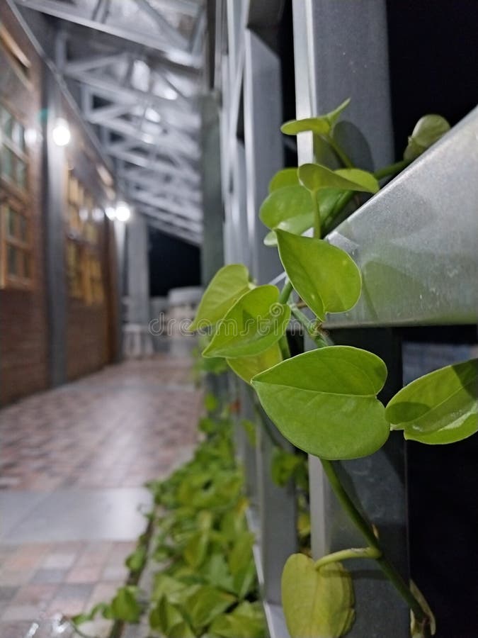 Night Leaf green today stock image. Image of gree, home - 268839447